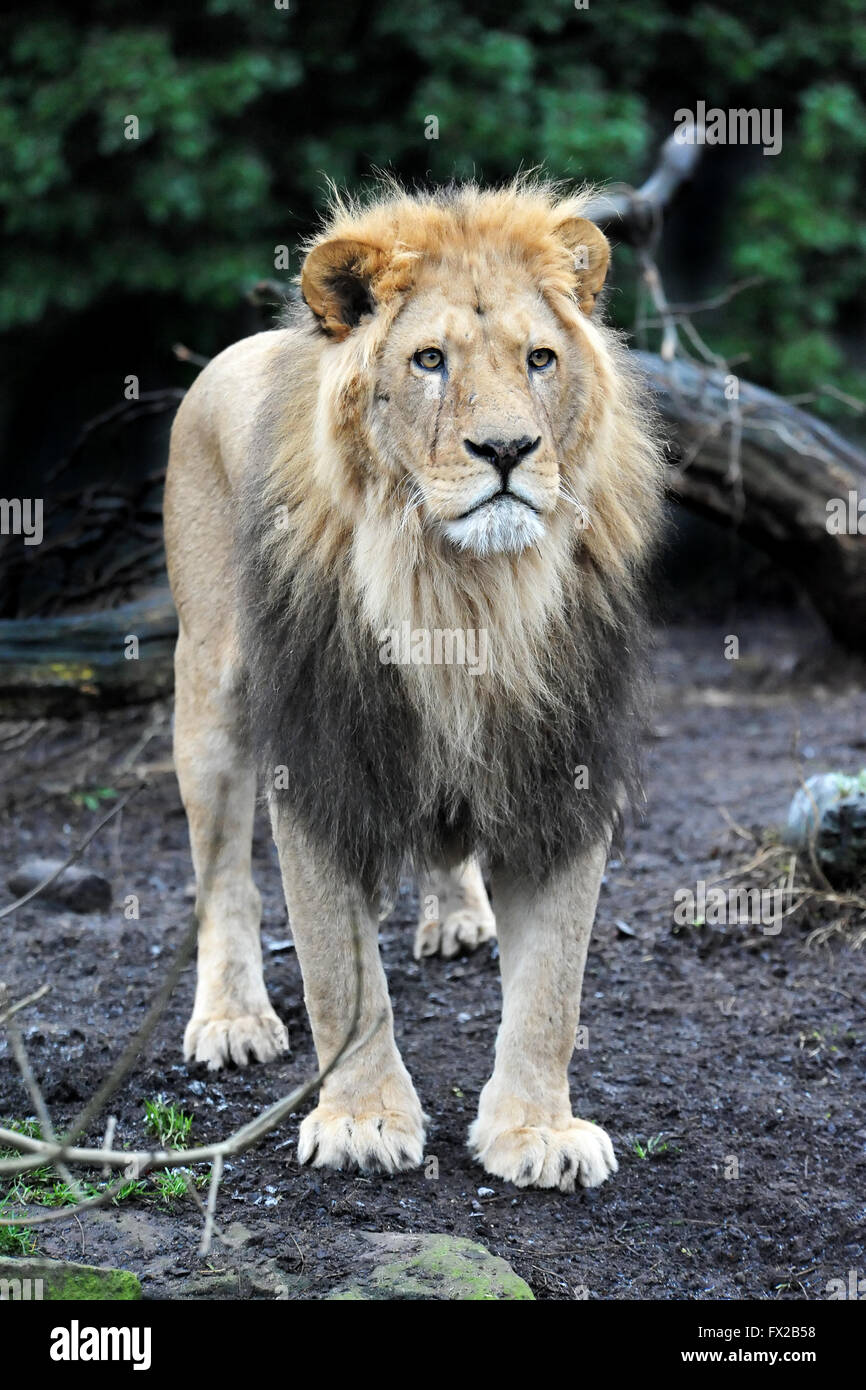 Male Lion watching over his flock in its habitat Stock Photo - Alamy