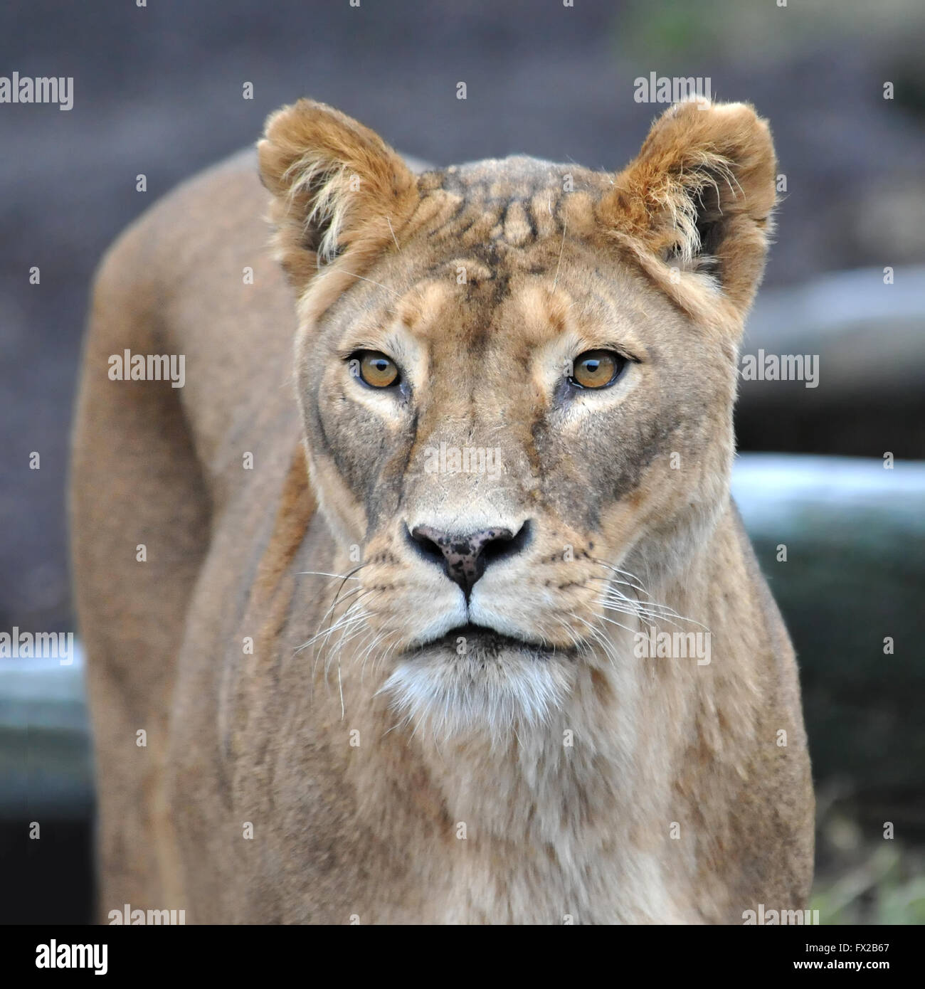 Closeup portrait of a lioness in her habitat Stock Photo - Alamy