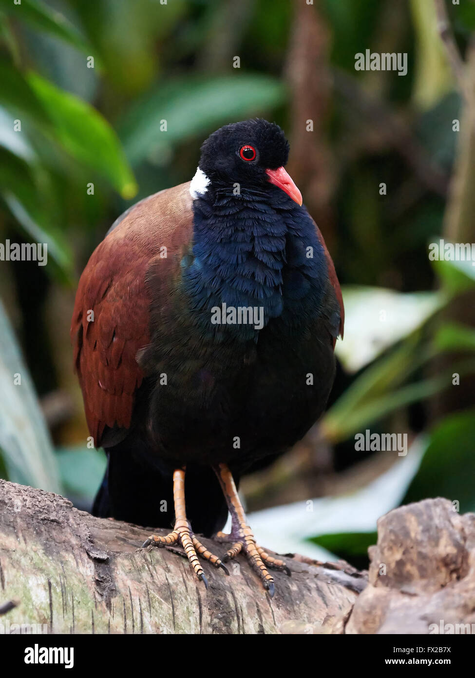 Pheasant in a tree hi-res stock photography and images - Alamy