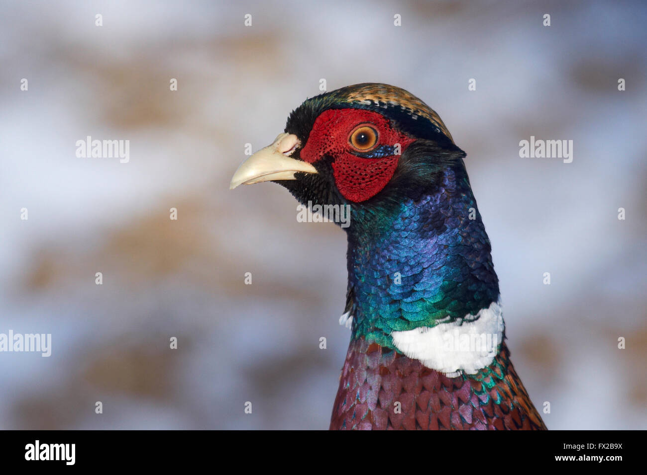 Closeup portrait of a Common Pheasant Stock Photo - Alamy