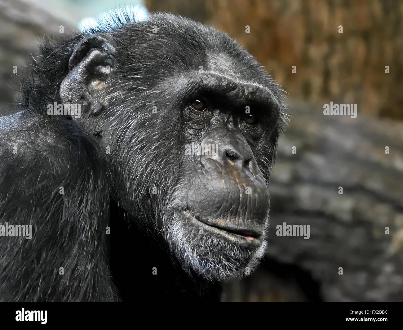 Closeup portrait of the Common Chimpanzee seen from the side Stock ...