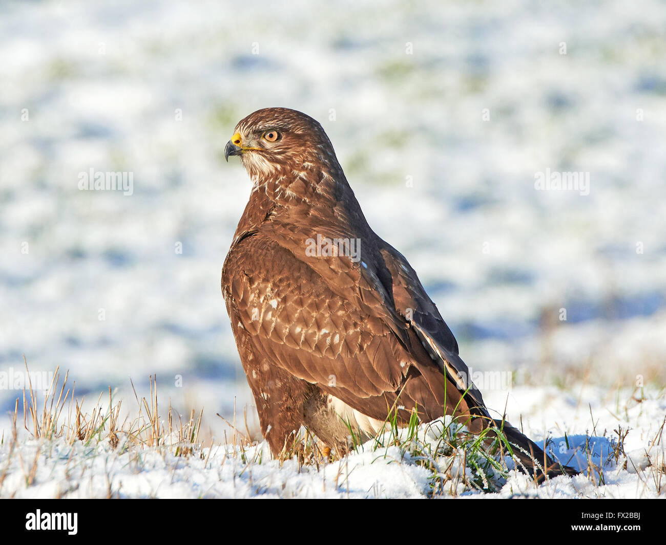 Common buzzard resting on the ground in snow Stock Photo - Alamy
