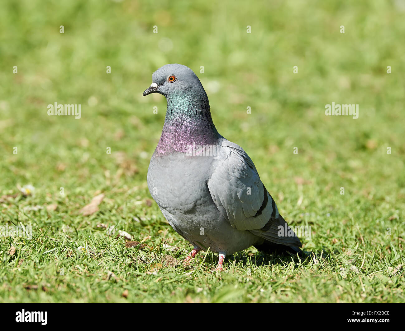 Feral pigeon resting in the sun on grass Stock Photo - Alamy