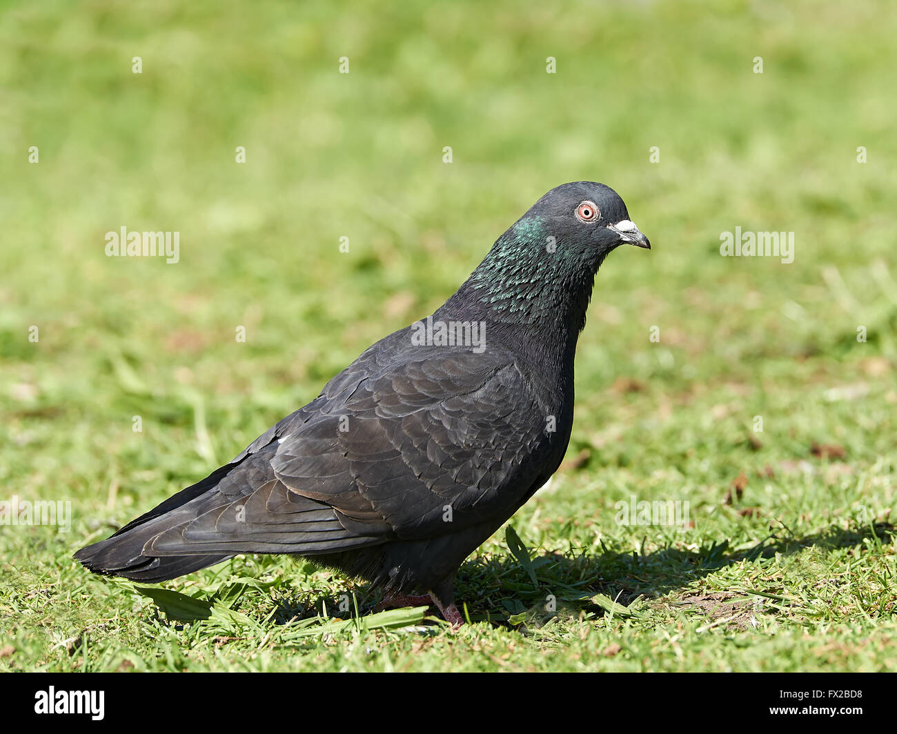 Pigeon in habitat hi-res stock photography and images - Alamy