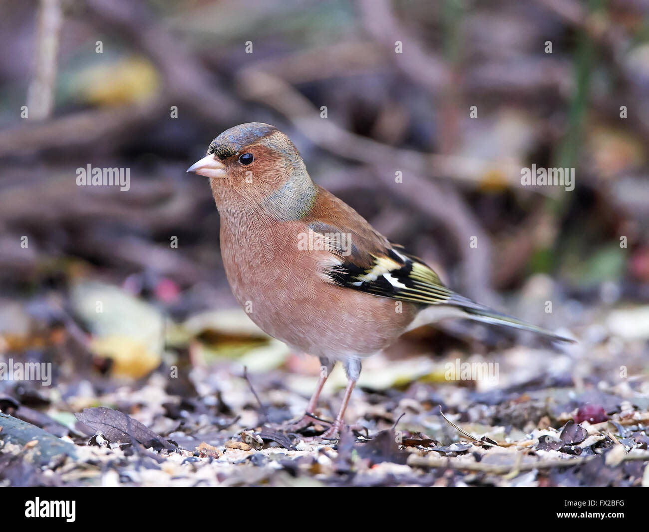 Chaffinch resting on the ground in its habitat Stock Photo - Alamy