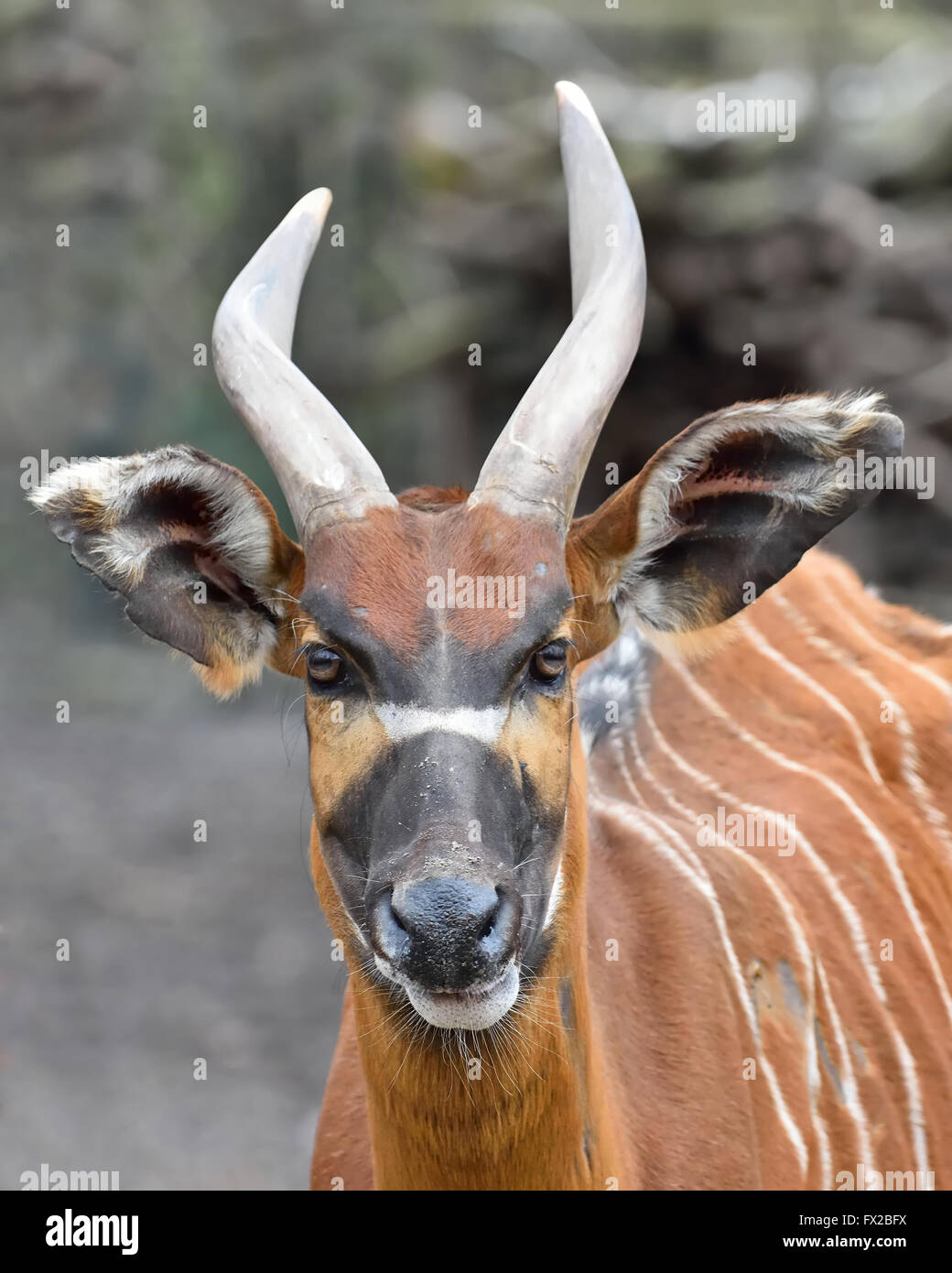 Closeup portrait of the Bongo in its habitat Stock Photo - Alamy