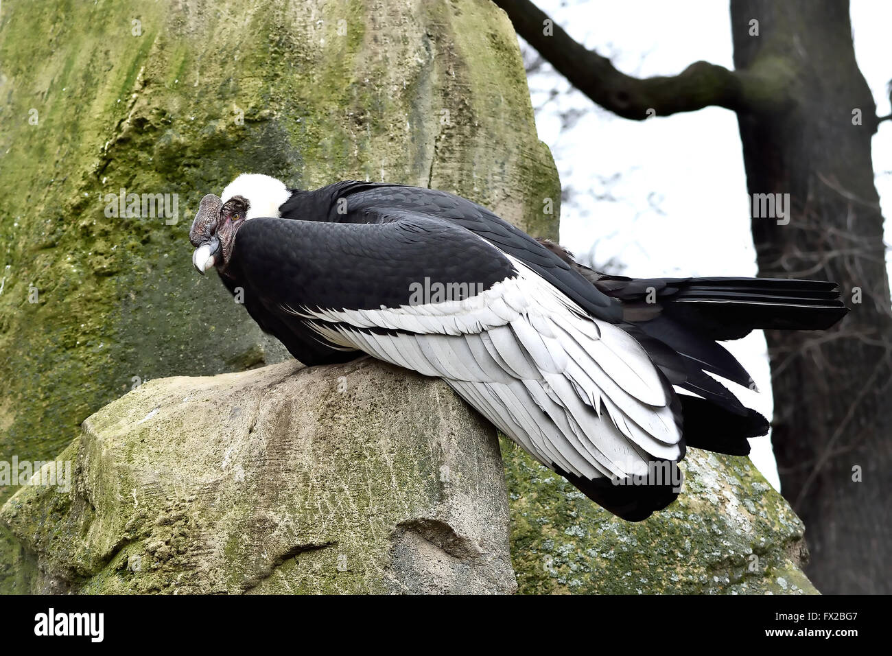 Condor habitat hi-res stock photography and images - Alamy