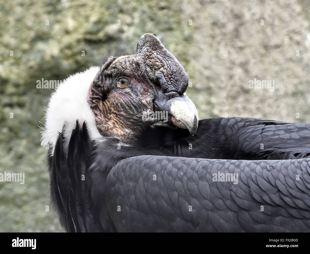 Closeup portrait of a Andean condor with rocks in the background Stock ...