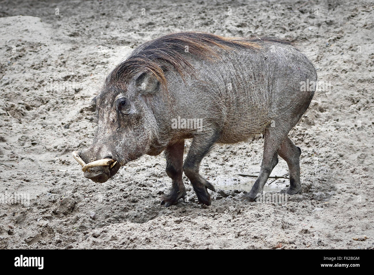Warthog walking around in mud in its habitat Stock Photo - Alamy