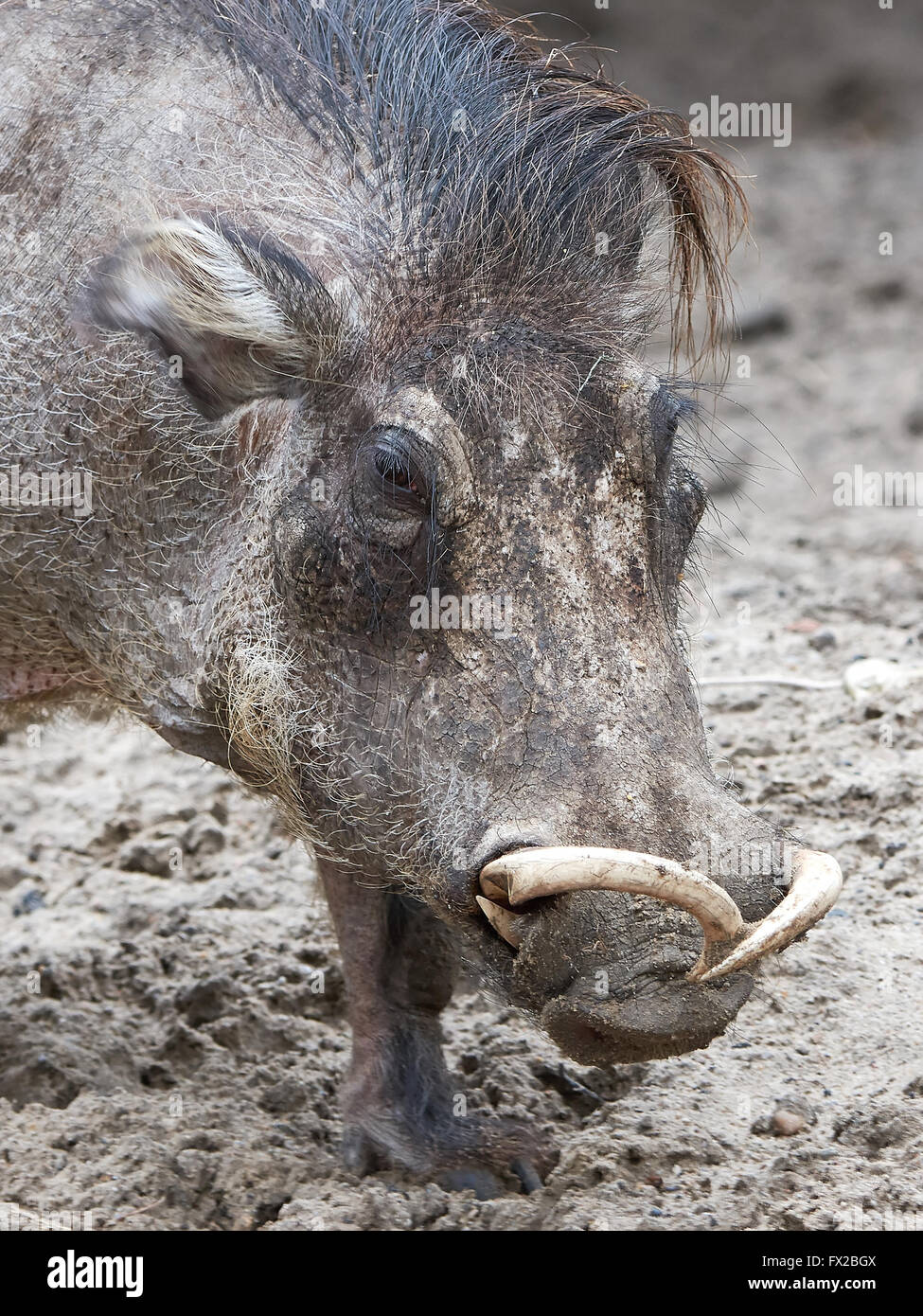 Closeup portrait of the Warthog in its habitat Stock Photo - Alamy