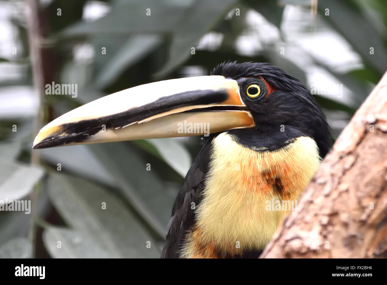 Collared Aracari resting on a branch in its habitat Stock Photo - Alamy