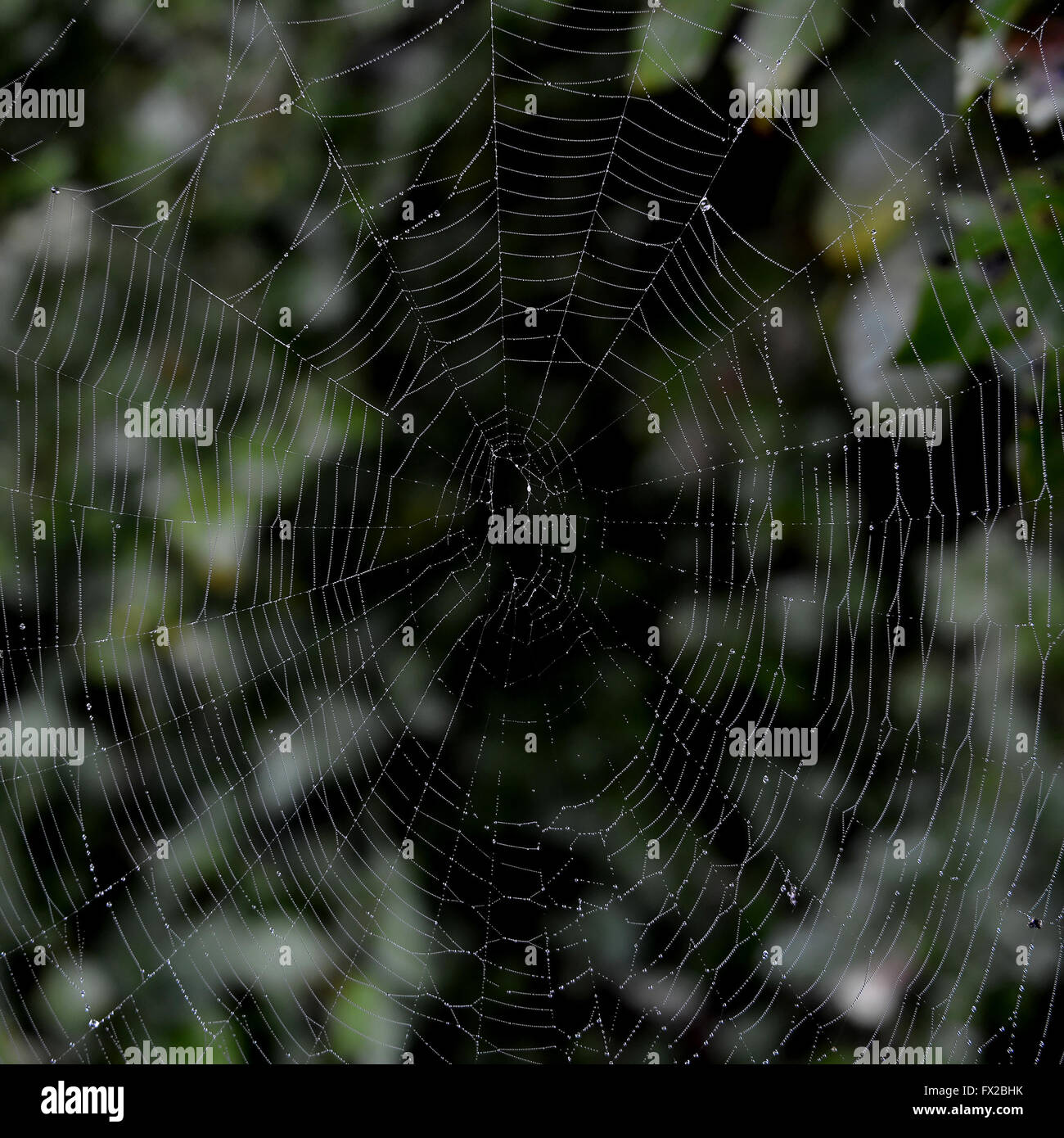 Closeup of a spiders web Stock Photo - Alamy