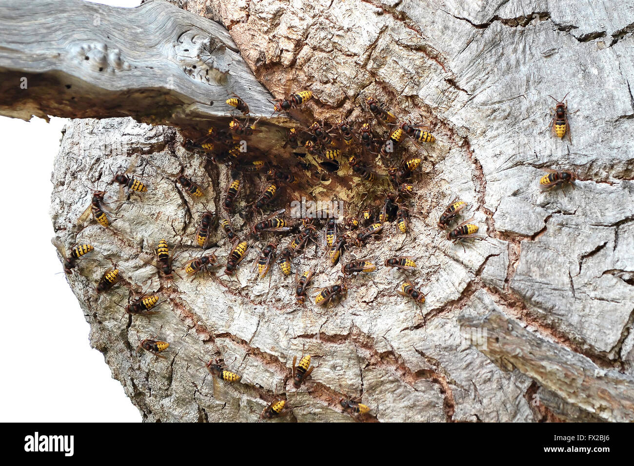 Closeup of a tree wasps in a tree Stock Photo - Alamy