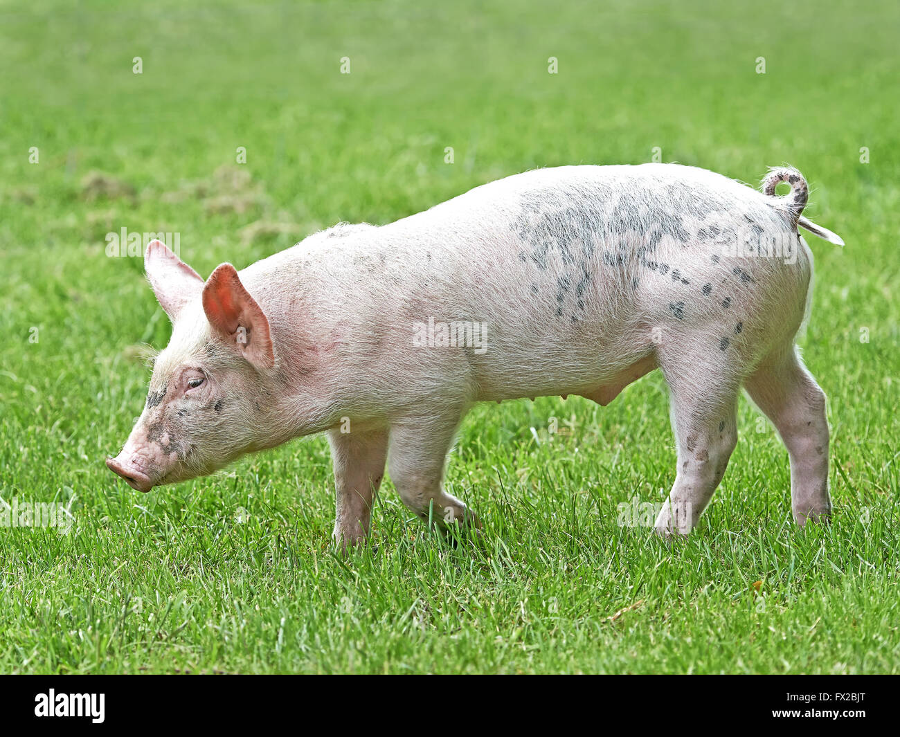Walking the pig hi-res stock photography and images - Alamy