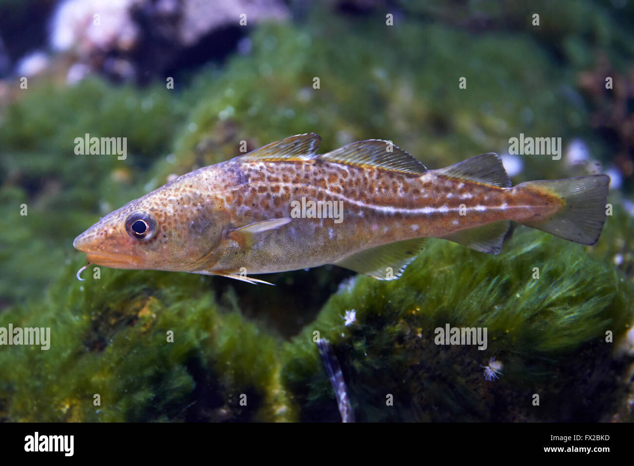 Cod swimming hi-res stock photography and images - Alamy