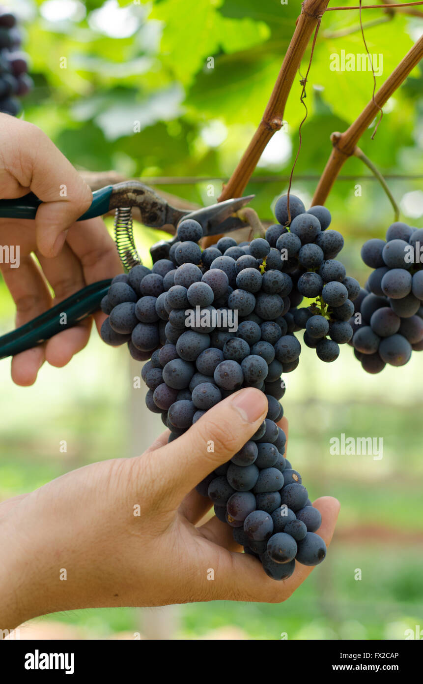 Grape harvesting hi-res stock photography and images - Alamy
