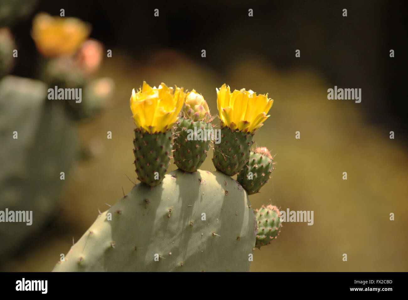 Tertiary period hi-res stock photography and images - Alamy