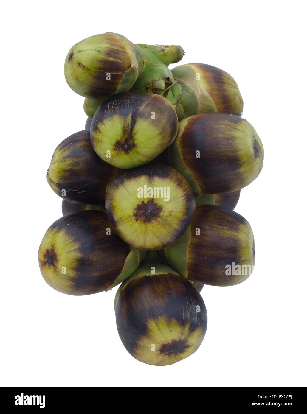 Palmyra palm fruit Cut Out Stock Images & Pictures - Alamy