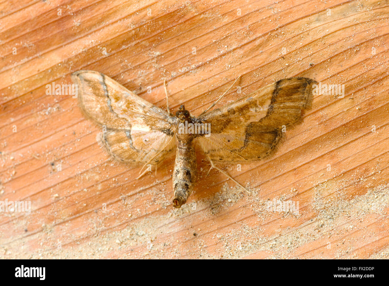 Small brown moth Stock Photo - Alamy
