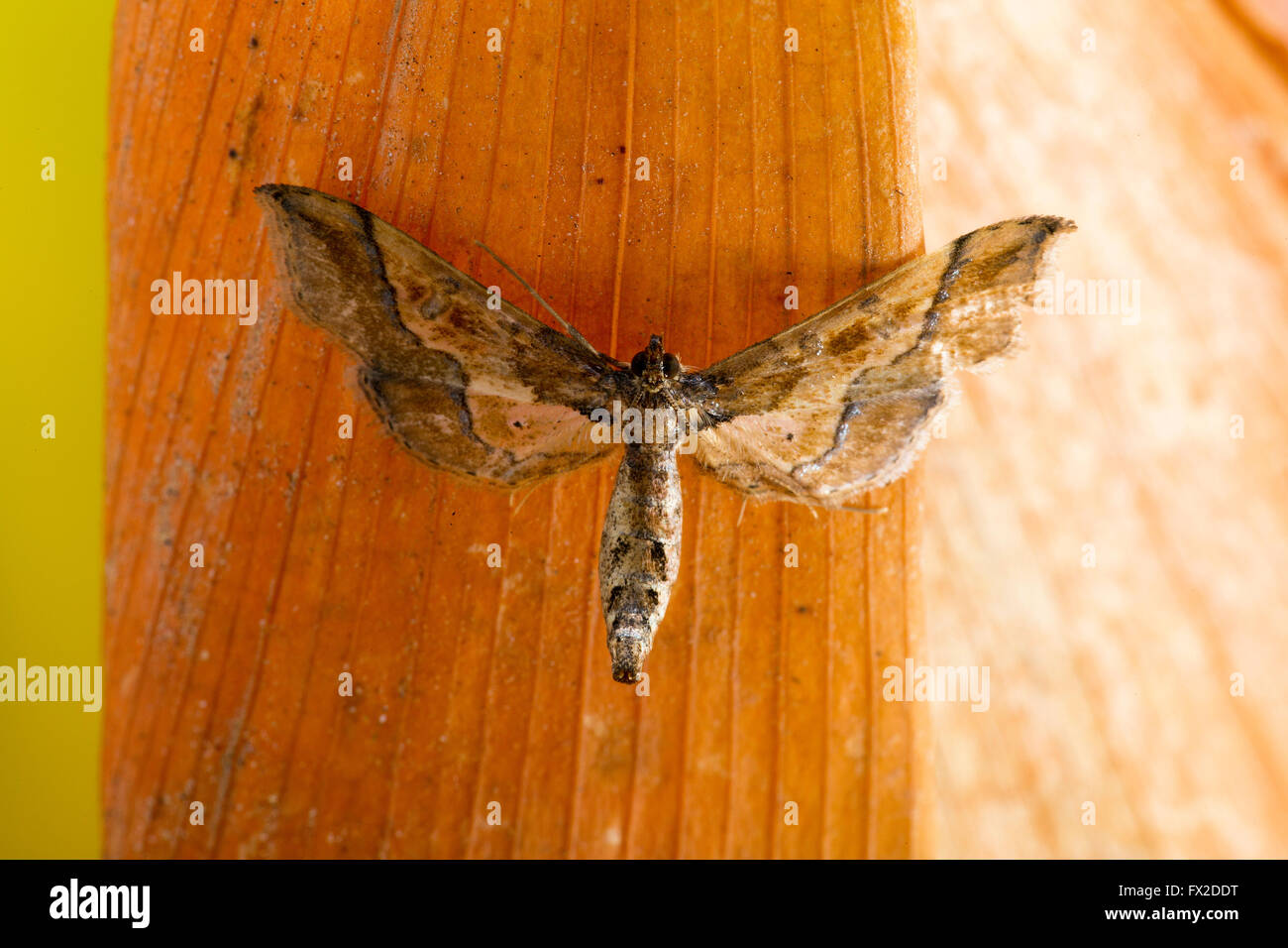 Small brown moth Stock Photo - Alamy