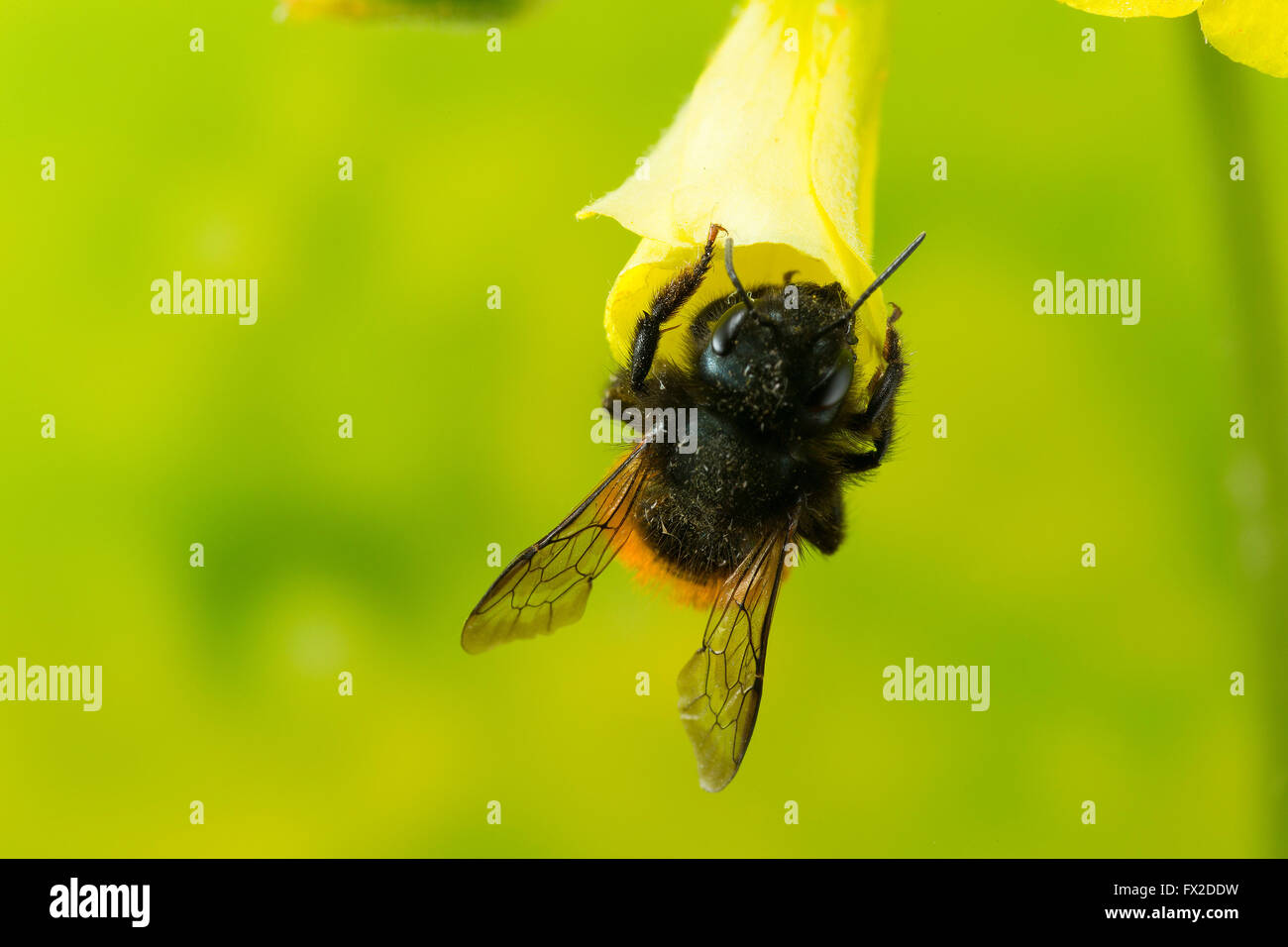 Macro details nature hi-res stock photography and images - Alamy
