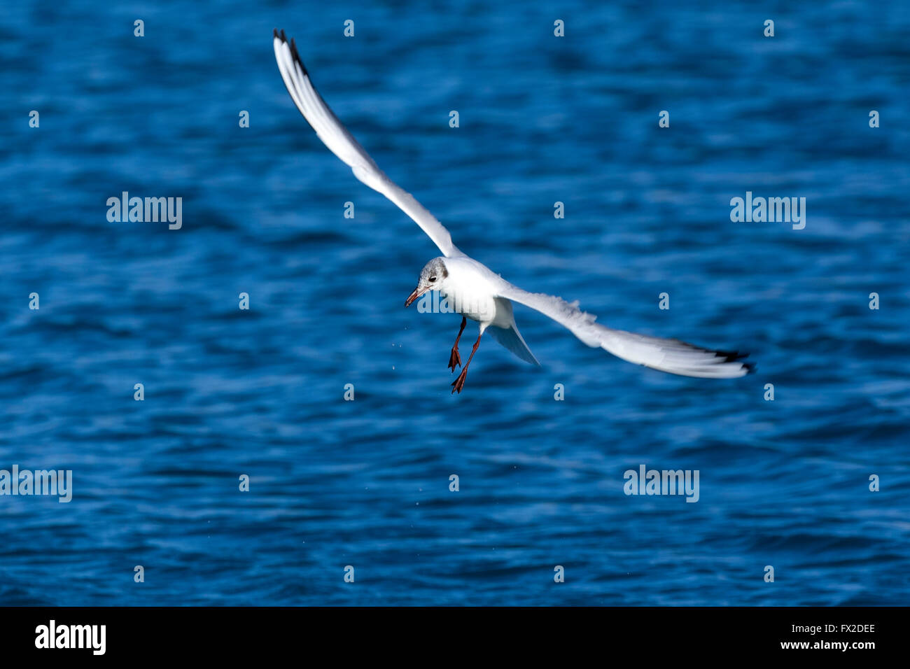 Birds flying low over water hi-res stock photography and images - Alamy