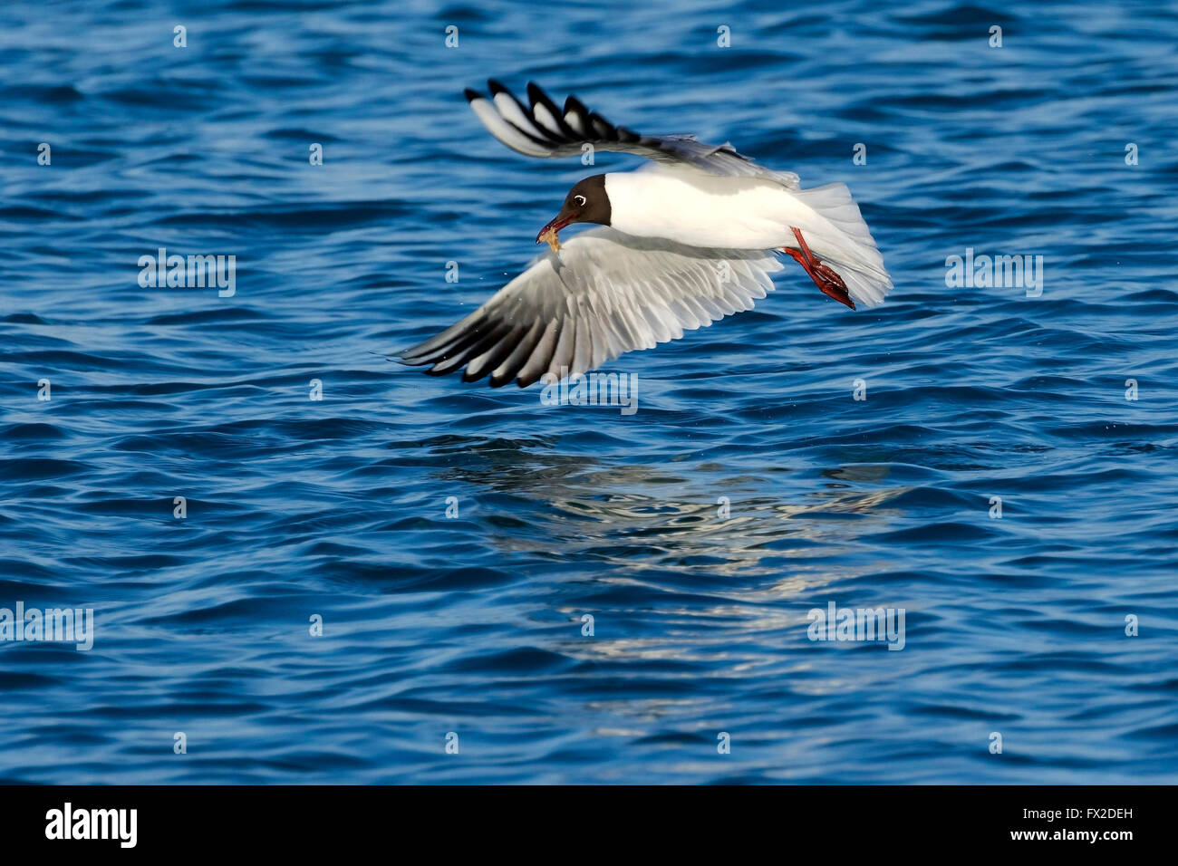 Sea gull flying low over the Mediterranean Sea Stock Photo - Alamy