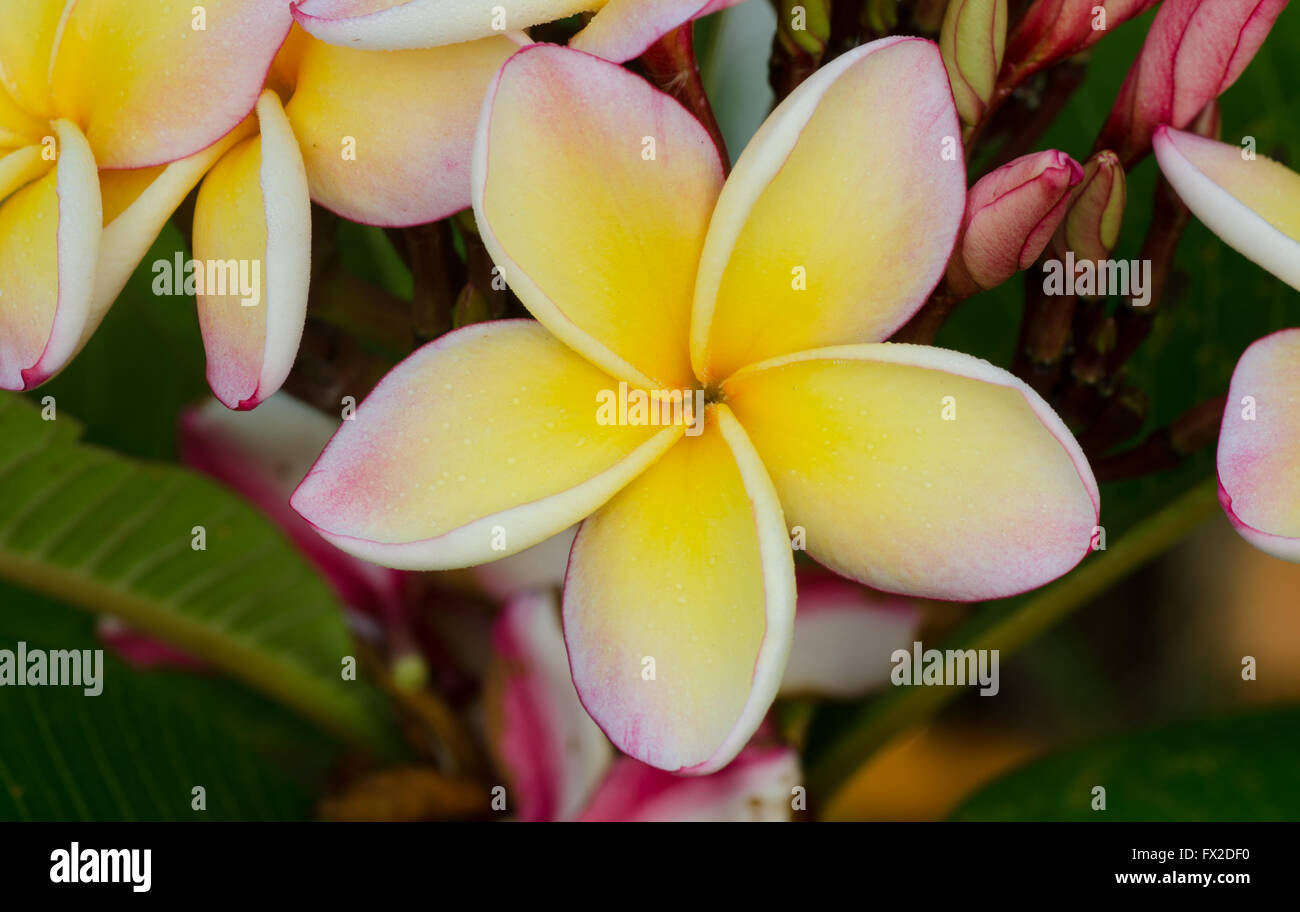 Frangipani pattern hi-res stock photography and images - Alamy
