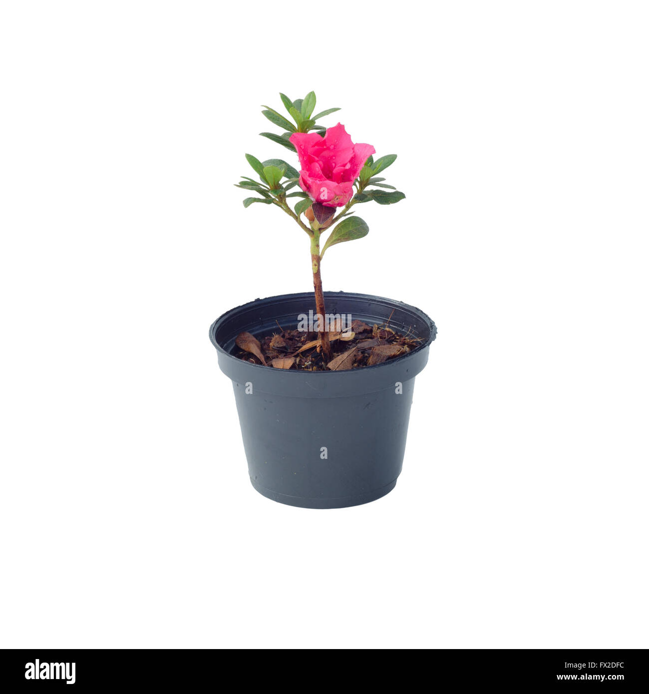 Azalea pot plant hi-res stock photography and images - Alamy