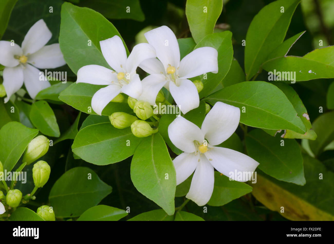 Murraya paniculata hi-res stock photography and images - Alamy
