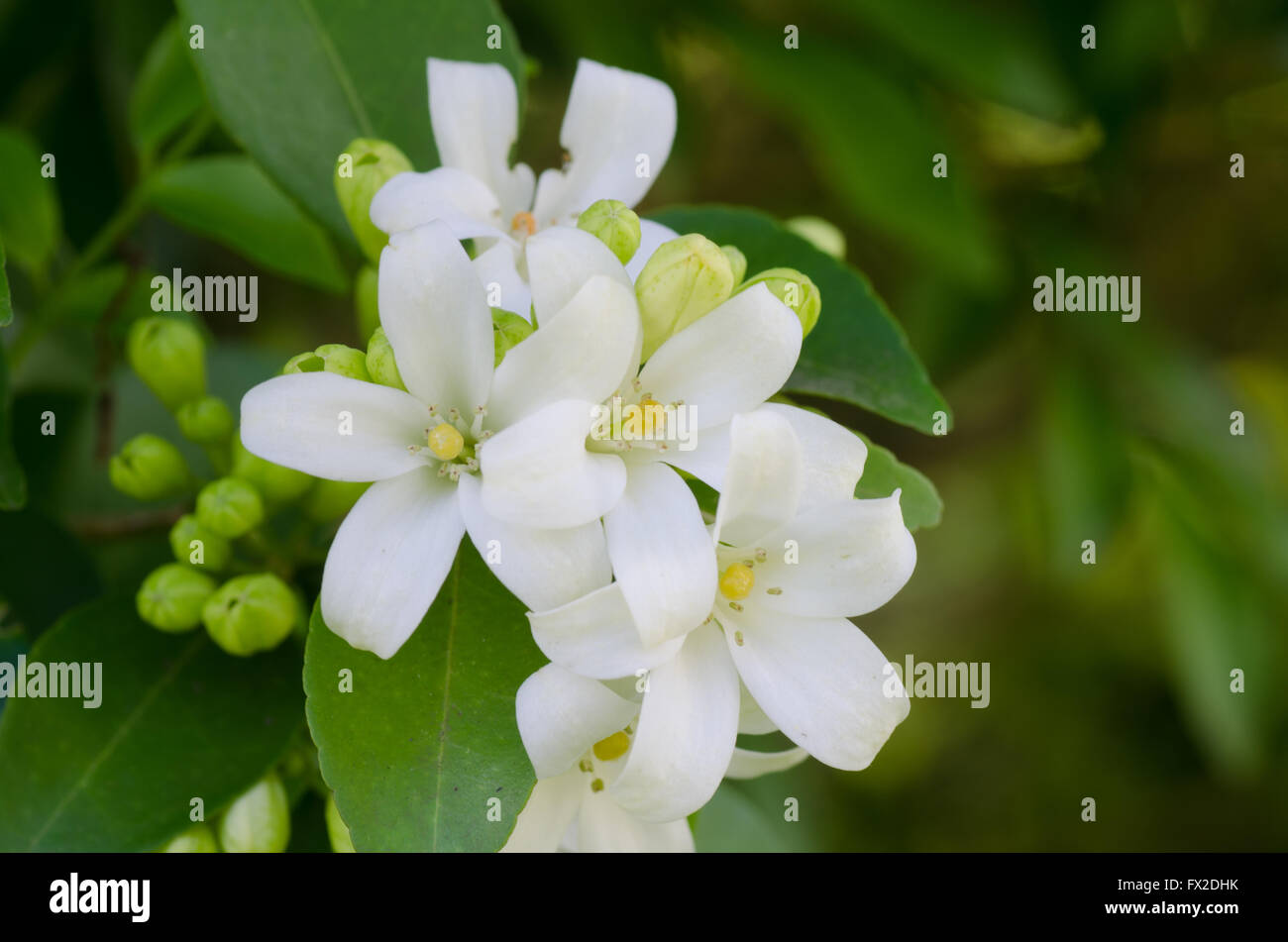Murraya paniculata hi-res stock photography and images - Alamy