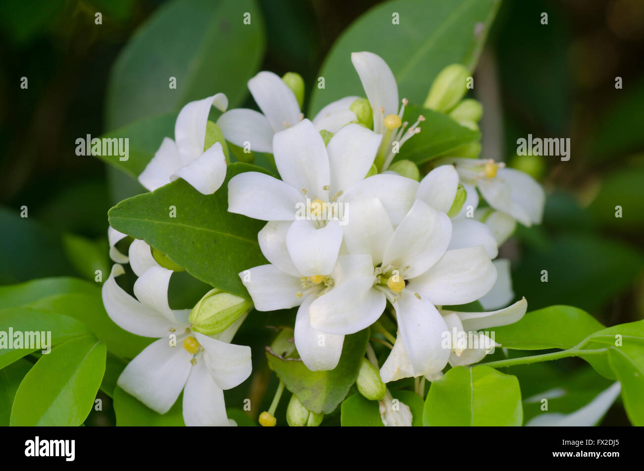 Murraya paniculata hi-res stock photography and images - Alamy