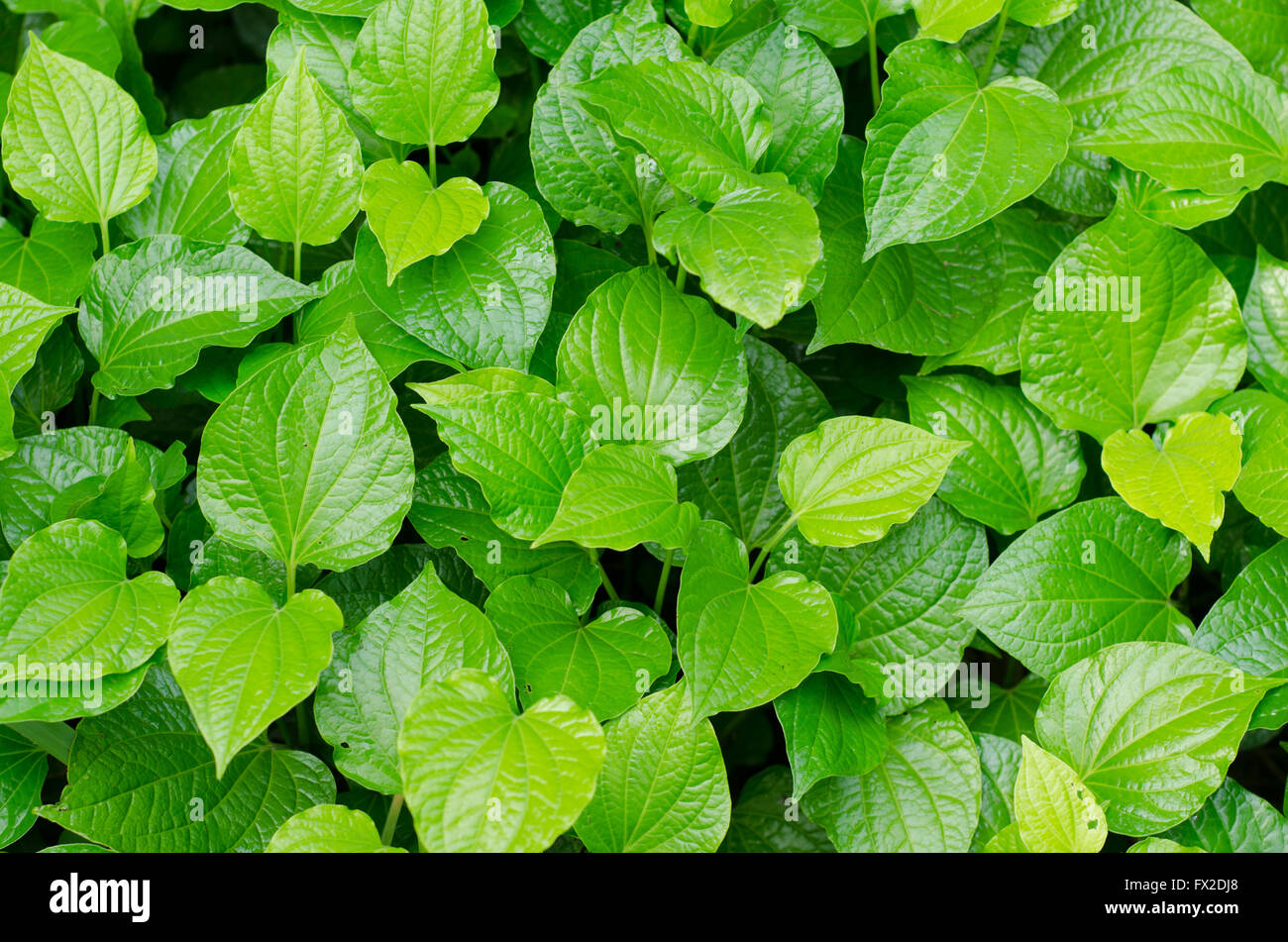 Leaves piper hi-res stock photography and images - Alamy
