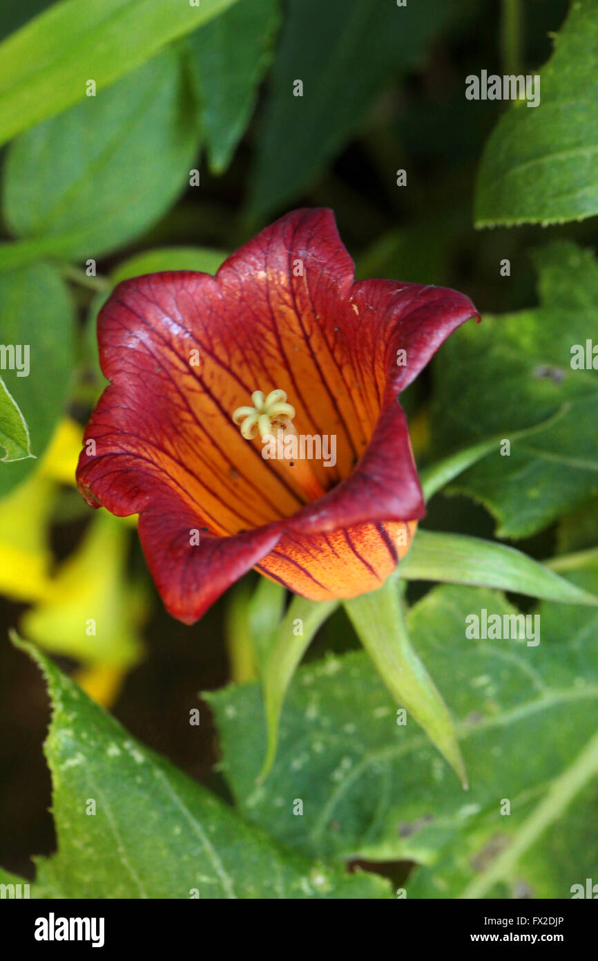 Bicacaro canarina canariensis hi-res stock photography and images - Alamy