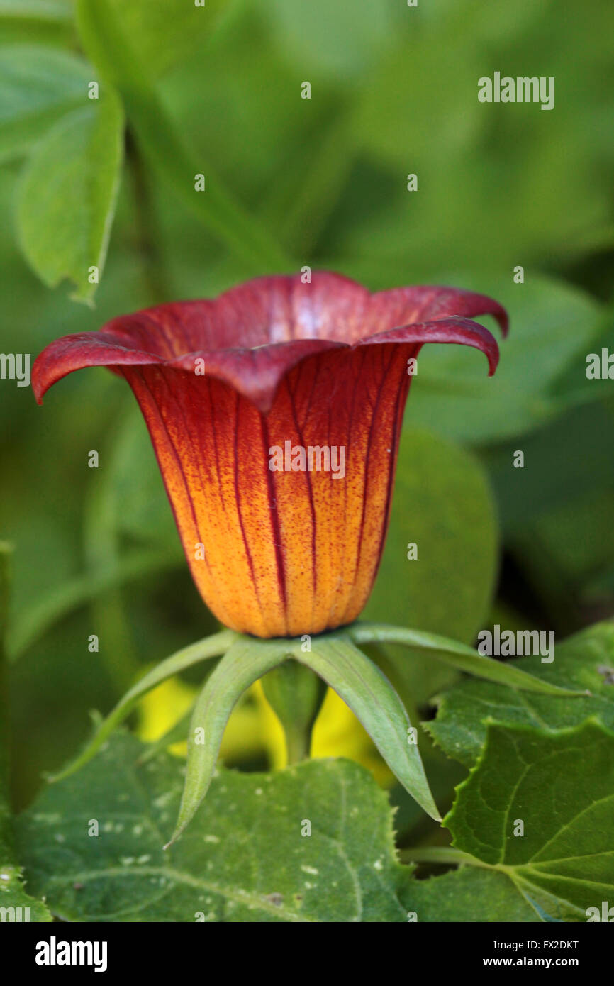 Bicacaro flower (Canarina canariensis Stock Photo - Alamy