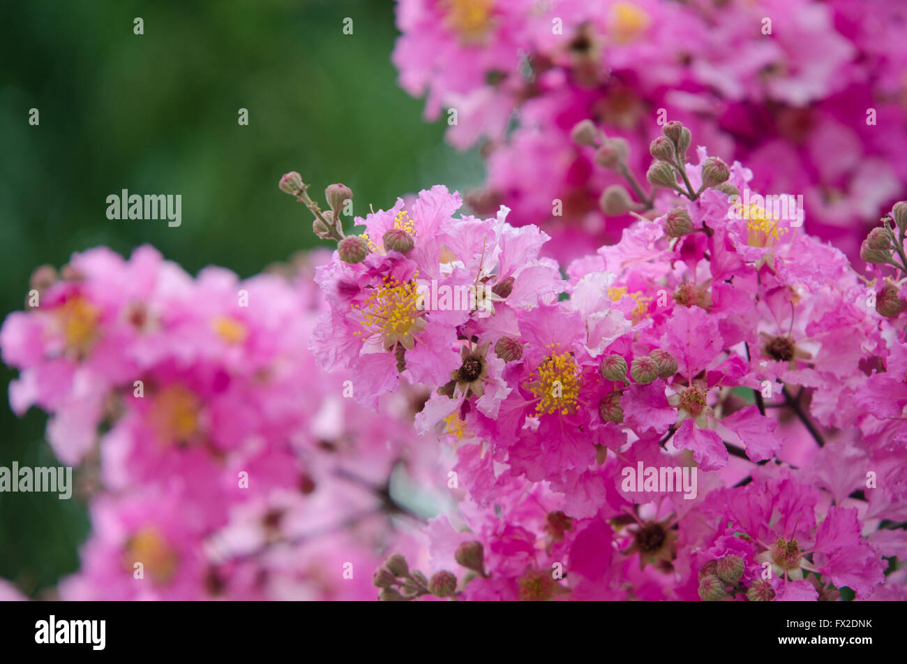 Lagerstroemia white hi-res stock photography and images - Alamy