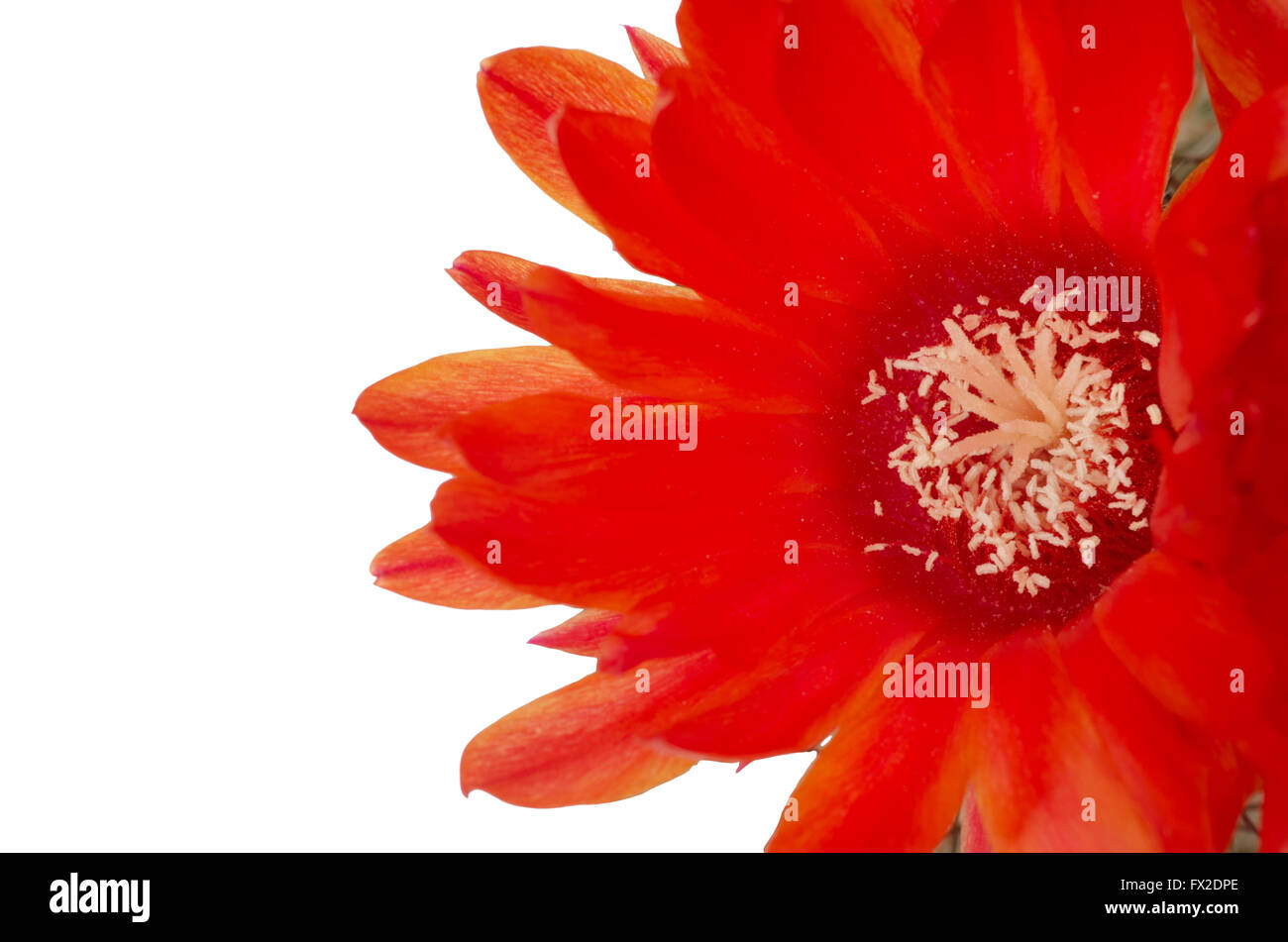 cactus flower isolated on white background Stock Photo - Alamy