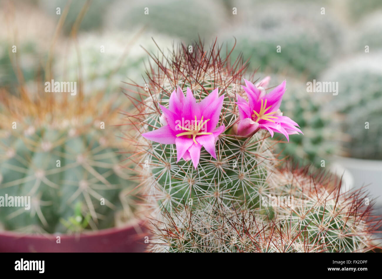Small cactus flower hi-res stock photography and images - Alamy
