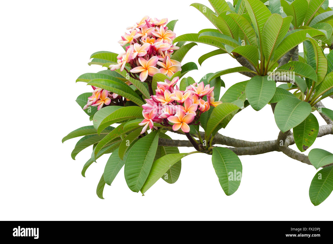 Blossom frangipani tree hi-res stock photography and images - Alamy
