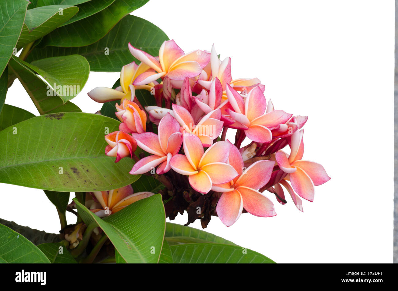 Frangipani tree flower hi-res stock photography and images - Alamy