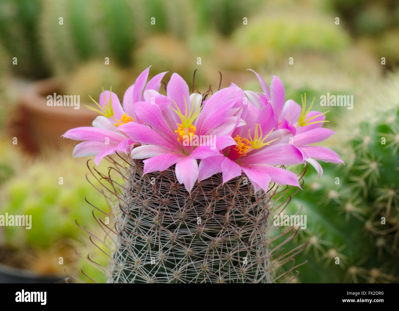 Leaf cactus flower detail hi-res stock photography and images - Alamy