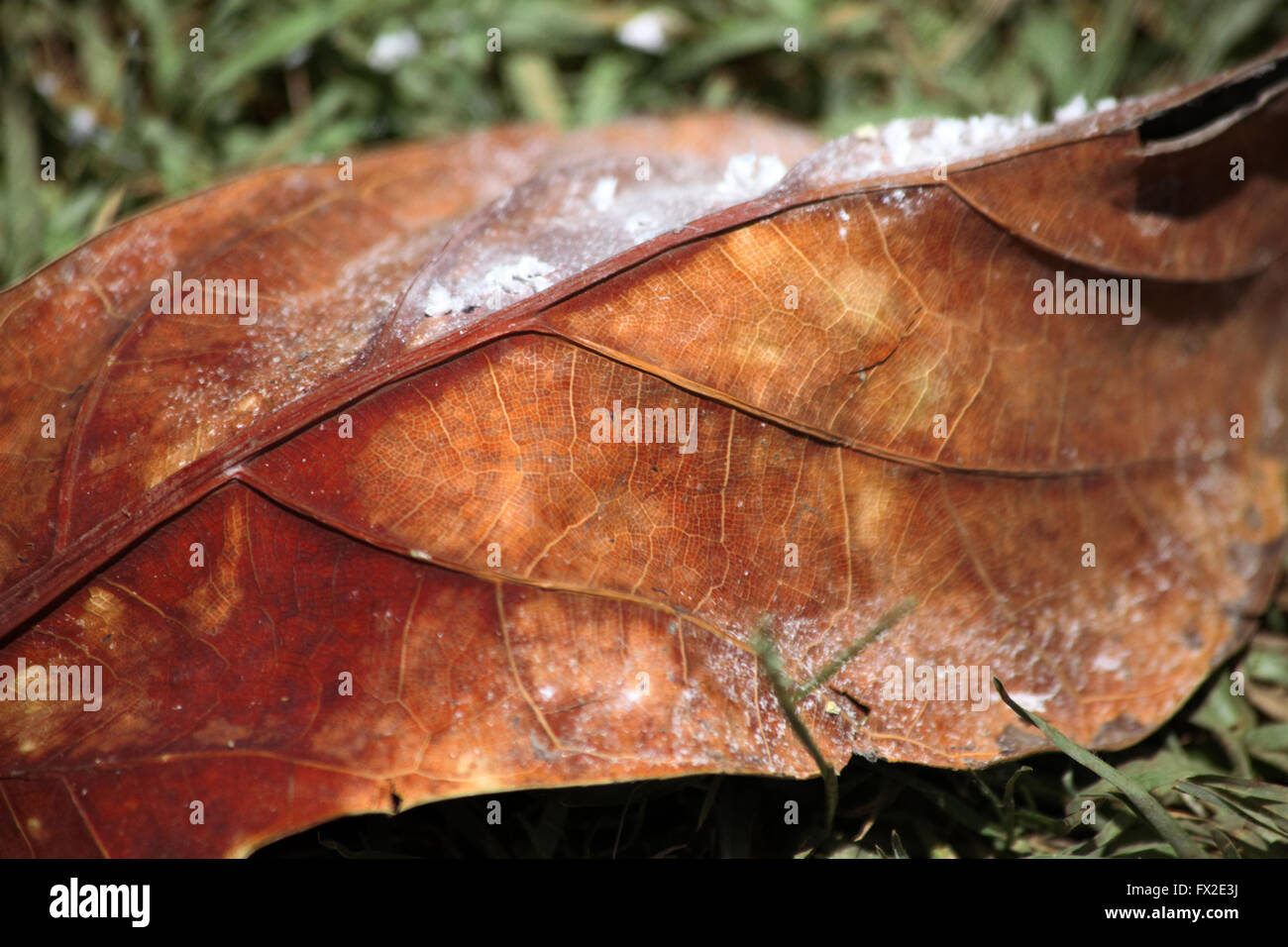 withered tree leaf lying on the grass Stock Photo - Alamy