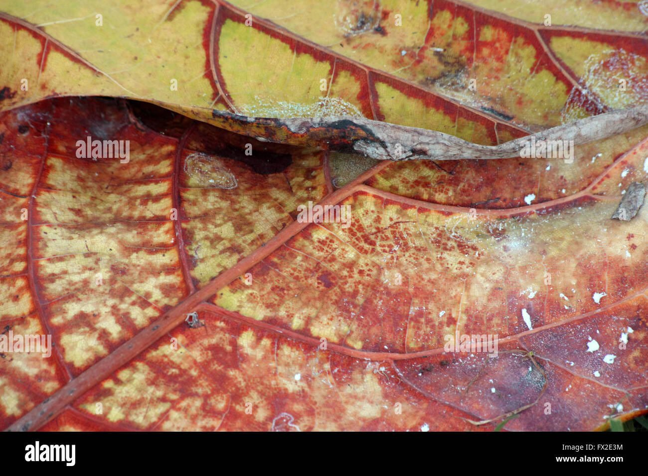 withered tree leaf lying on the grass Stock Photo - Alamy