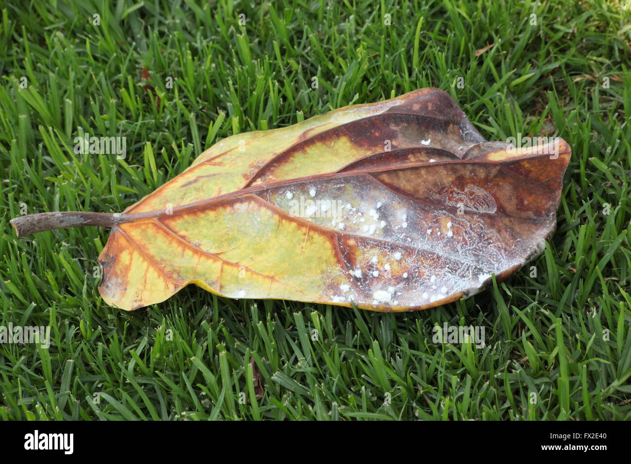 withered tree leaf lying on the grass Stock Photo - Alamy