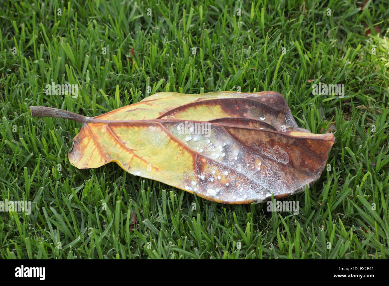 withered tree leaf lying on the grass Stock Photo - Alamy