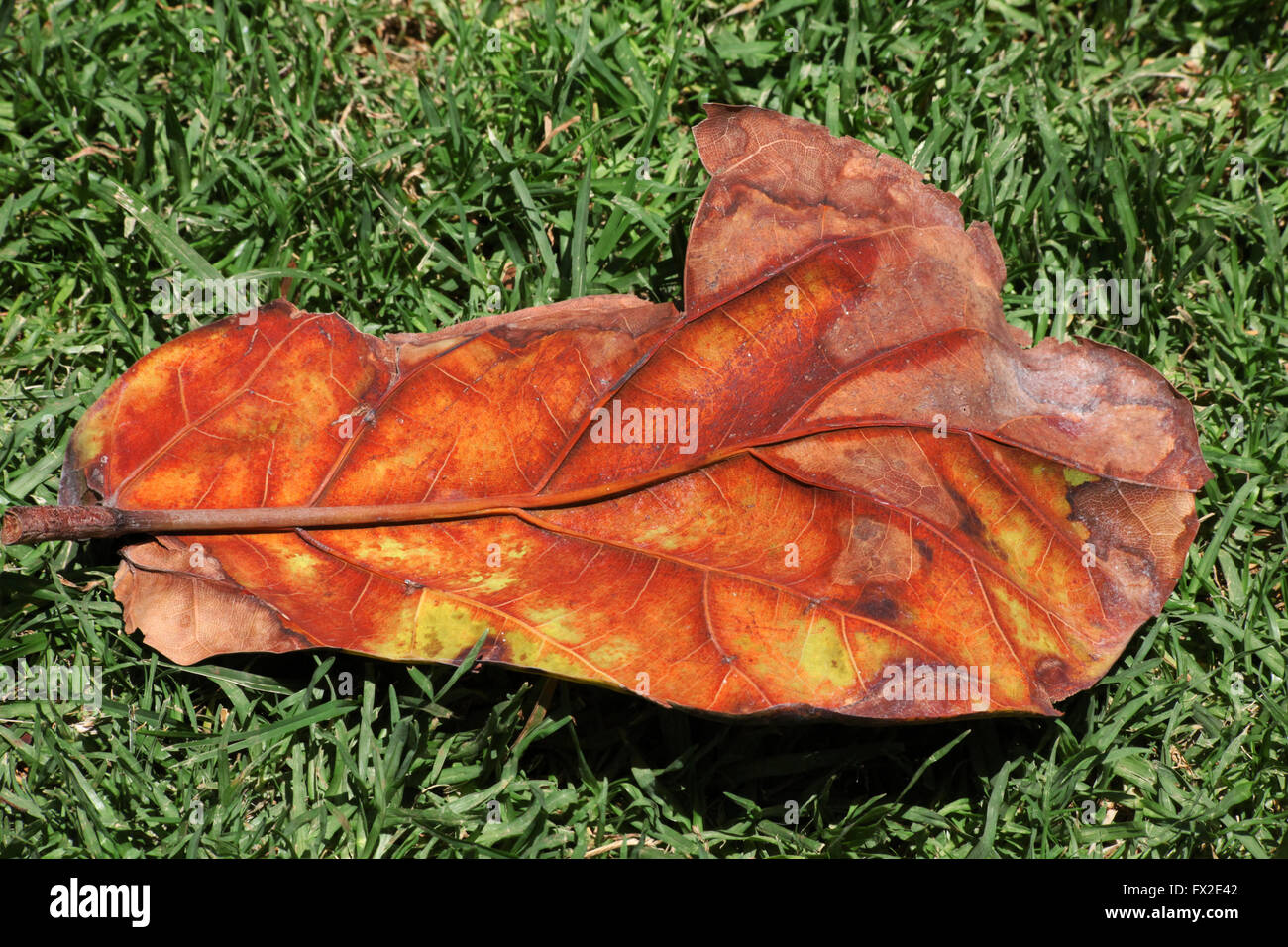 withered tree leaf lying on the grass Stock Photo - Alamy