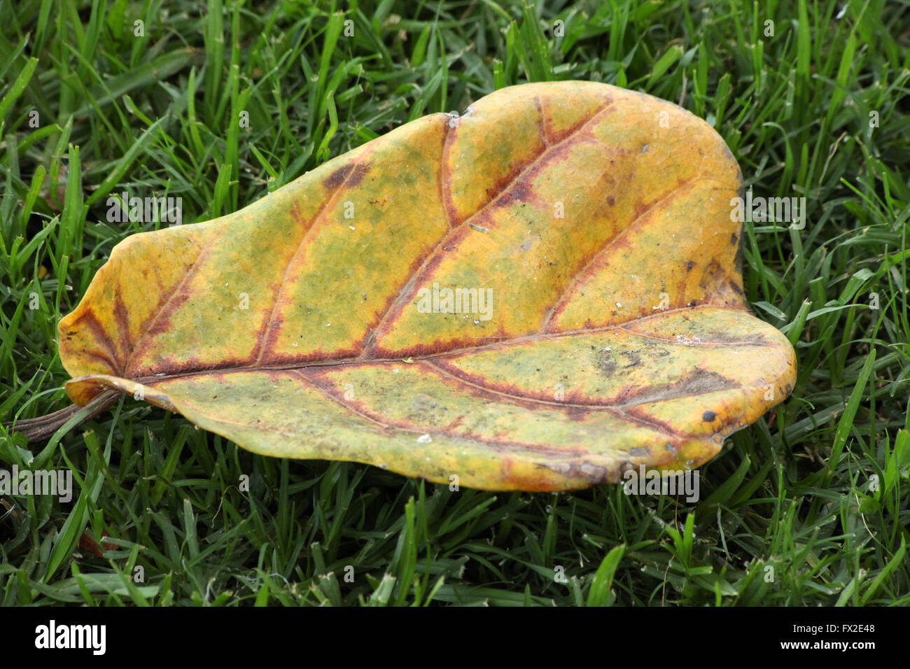 withered tree leaf lying on the grass Stock Photo - Alamy