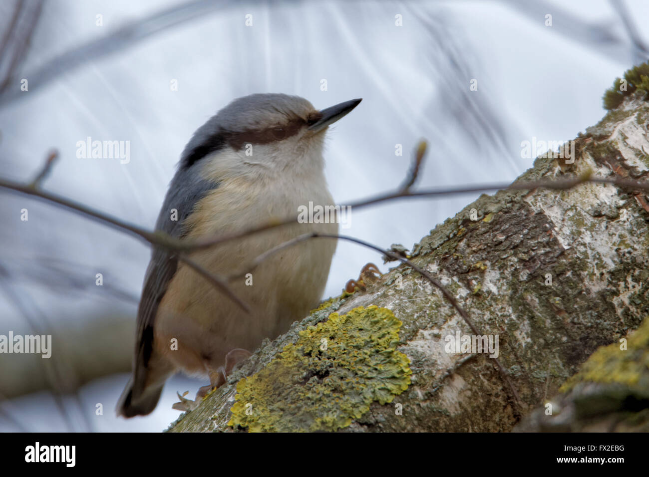 Small passerine bird hi-res stock photography and images - Alamy