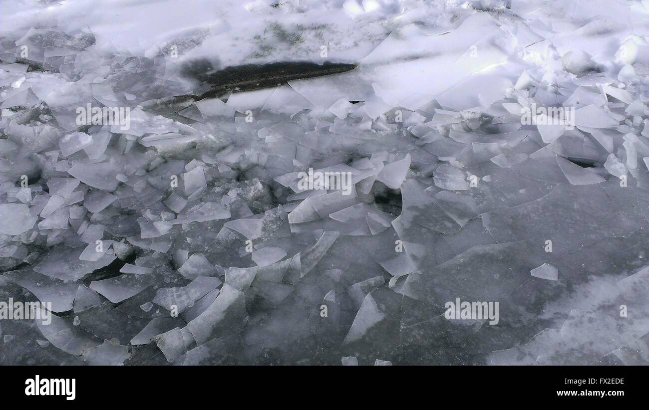 Large chunks of ice on the street Stock Photo - Alamy