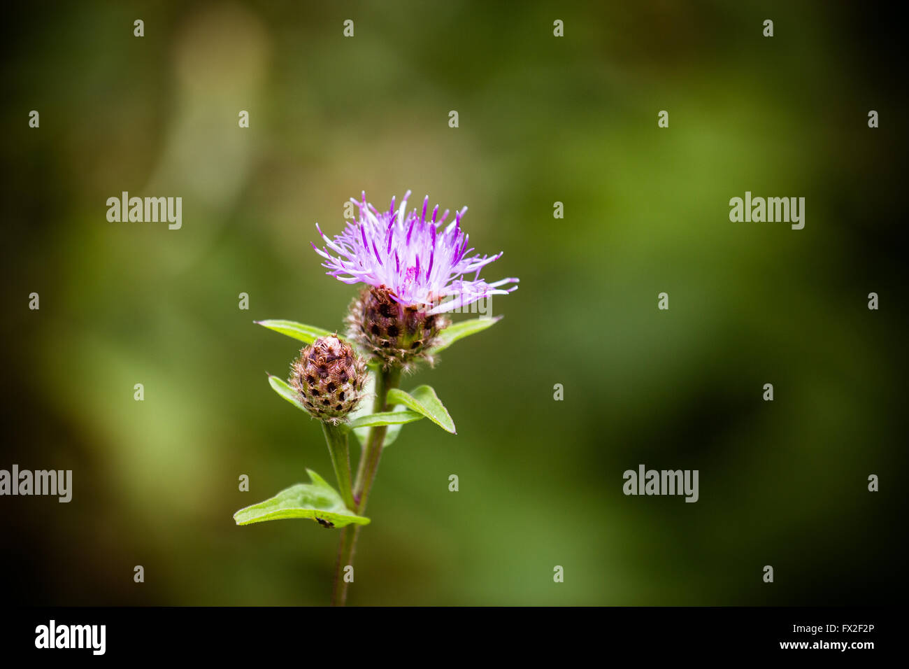 Wild flower growing in the Welsh countryside Stock Photo - Alamy